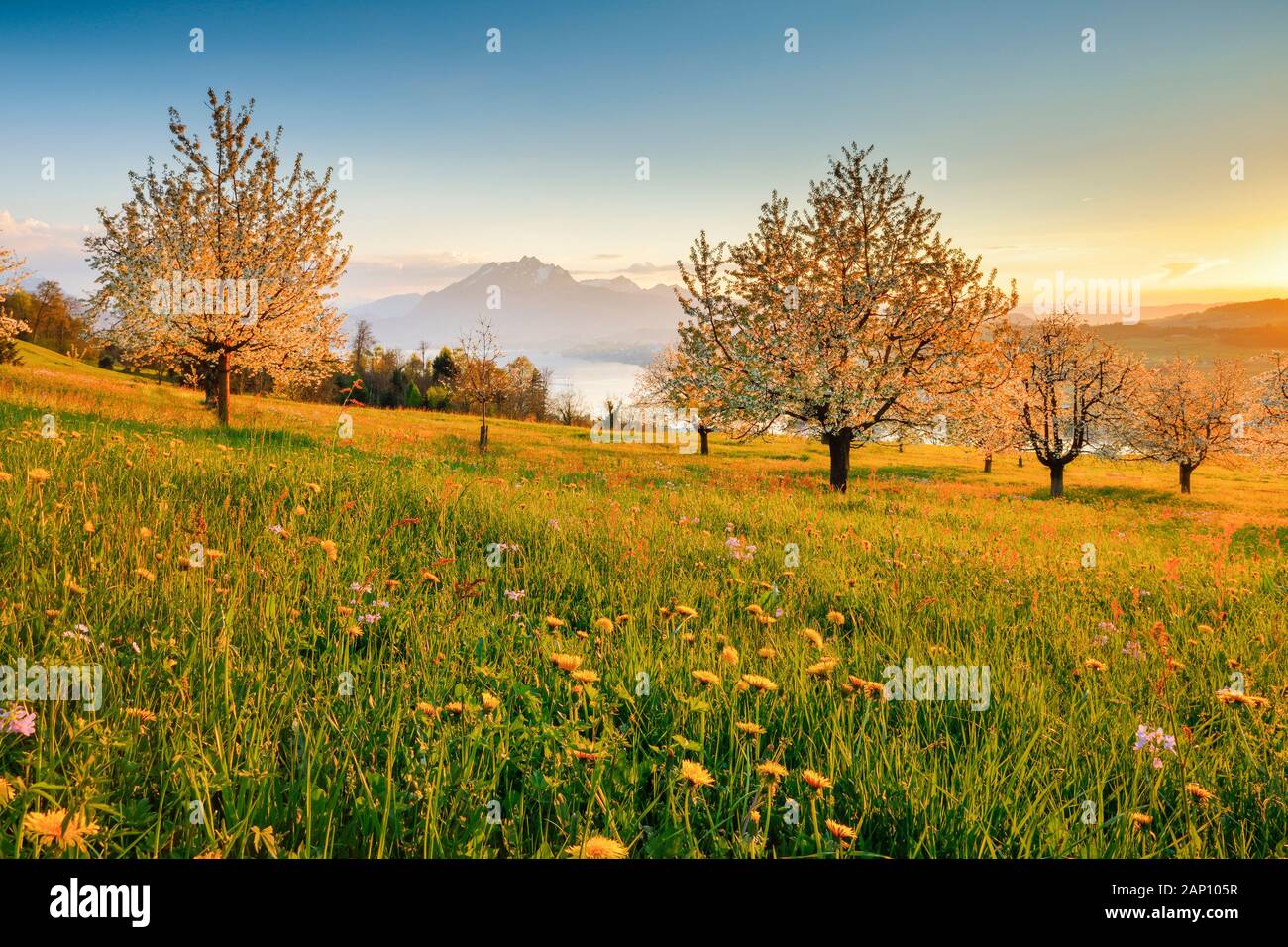 Switzerland spring mountain flower hi-res stock photography and images ...