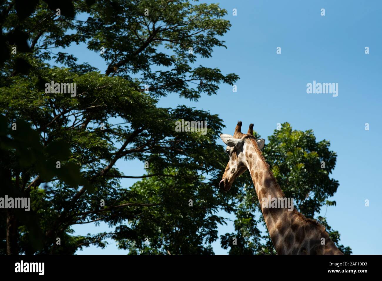 Tall giraffe hi-res stock photography and images - Alamy