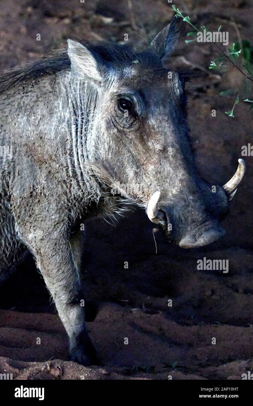 Warthog (Phacochoerus africanus) with its massive tusks, taken on 04.03 ...