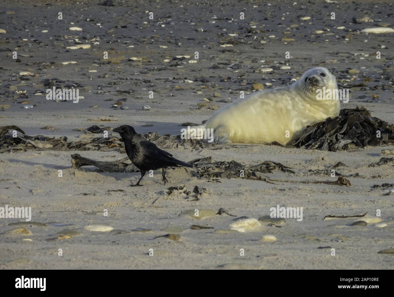 young Grey Seal and Carrion Crow, december 2019 | usage worldwide Stock ...