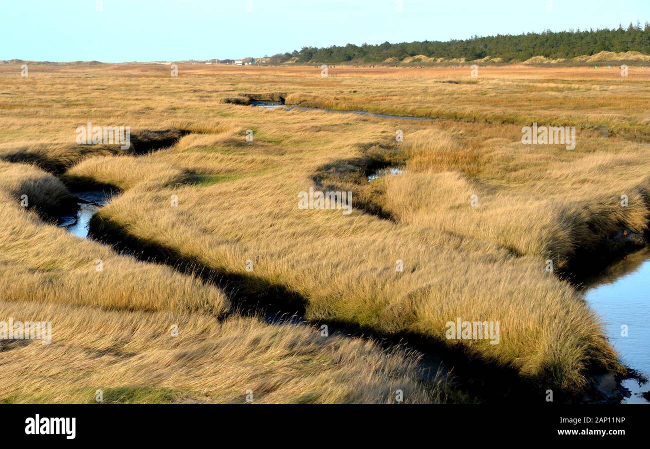 Salt marshes next to the pier at the beach in Sankt Peter-Ording ...
