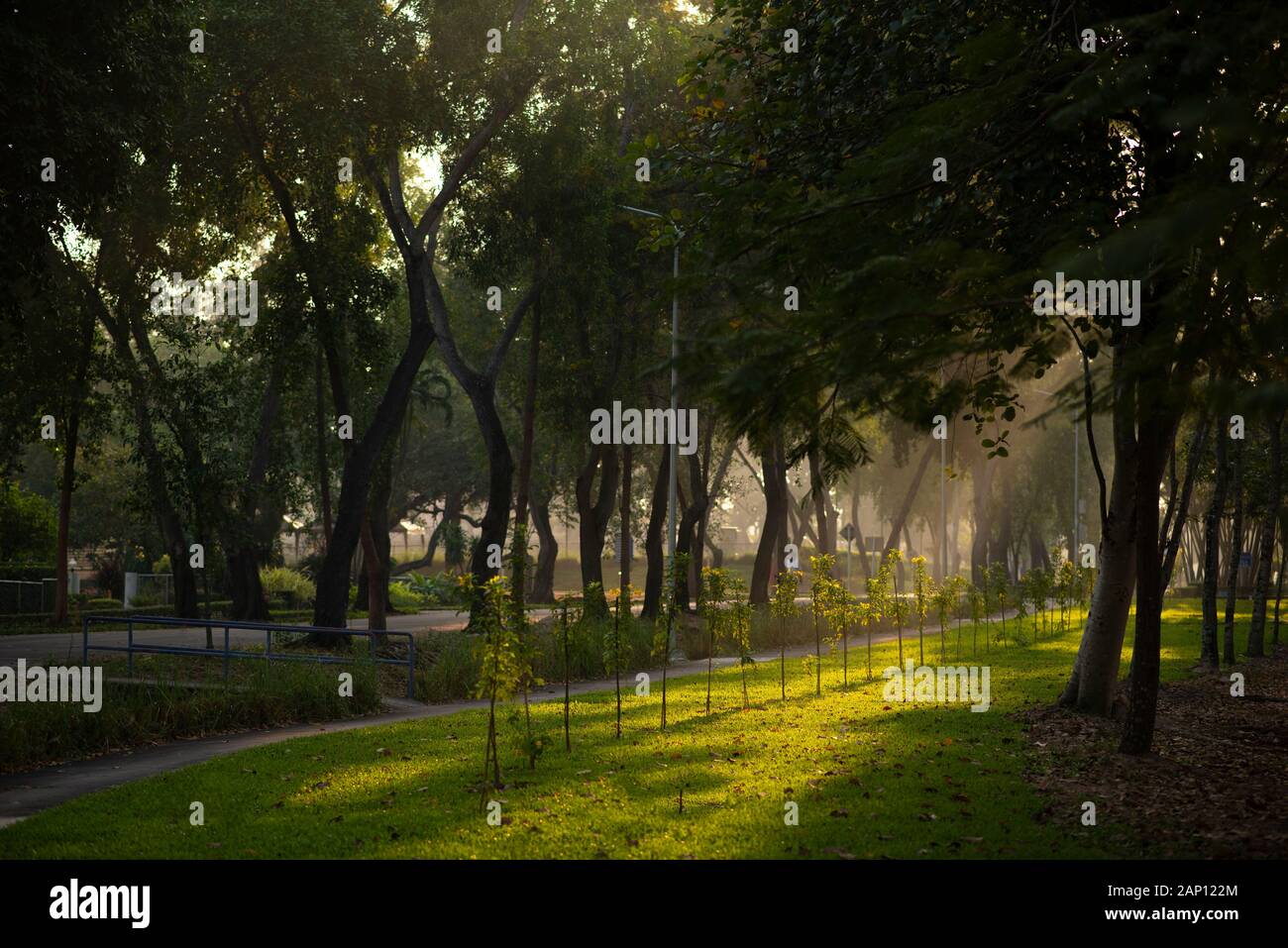 Little tree grow inline at the green grass garden Stock Photo - Alamy