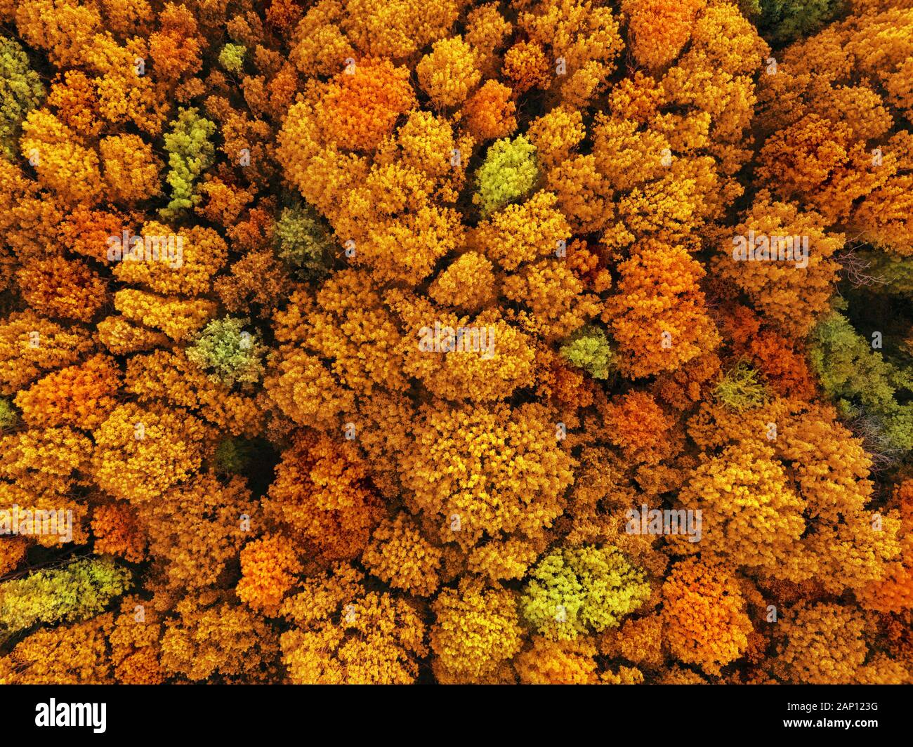 Natural fall background in an yellow and red colors and leaf texture ...