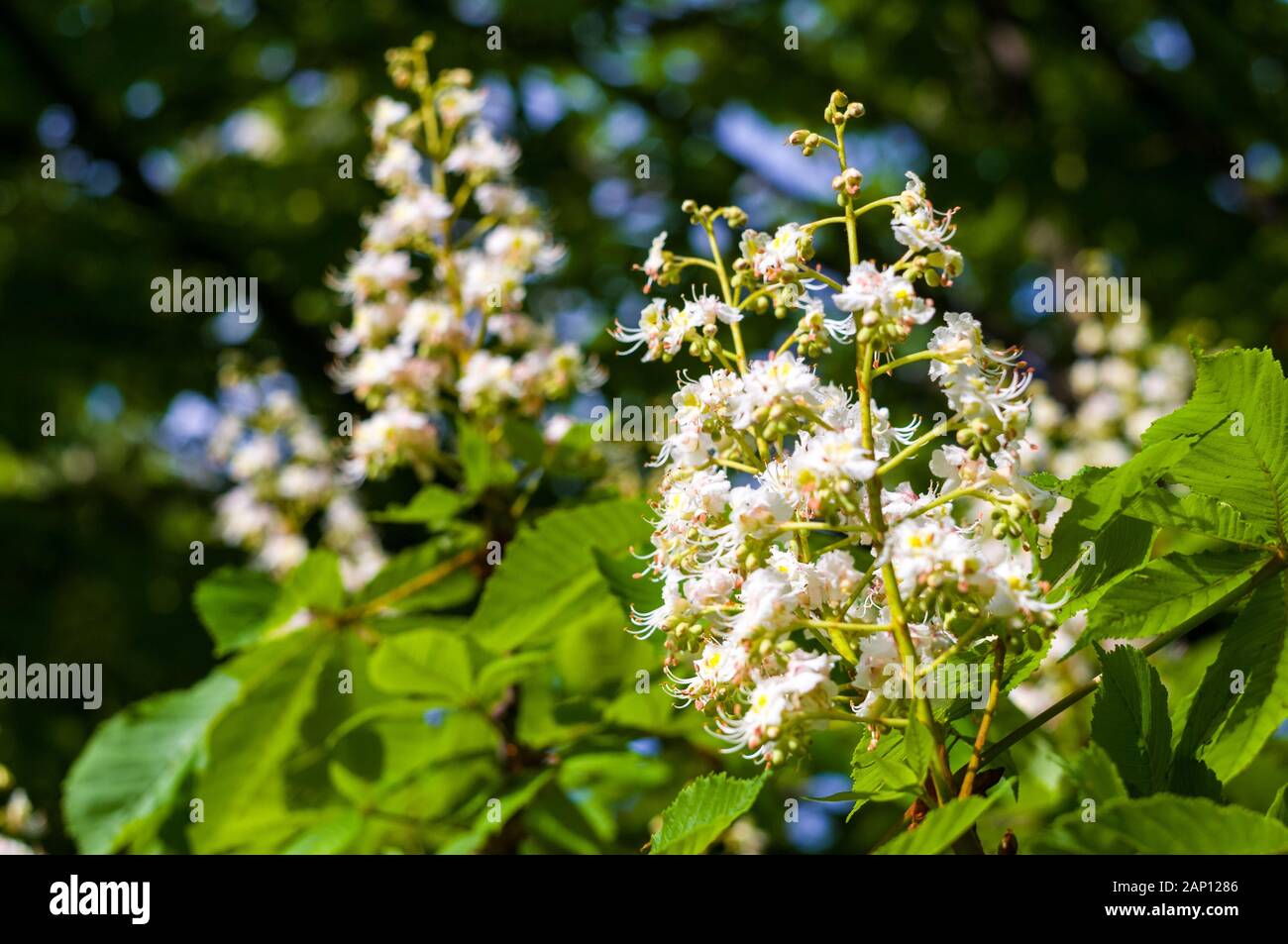 Flowering branches of chestnut Castanea sativa tree, and blue sky Stock ...