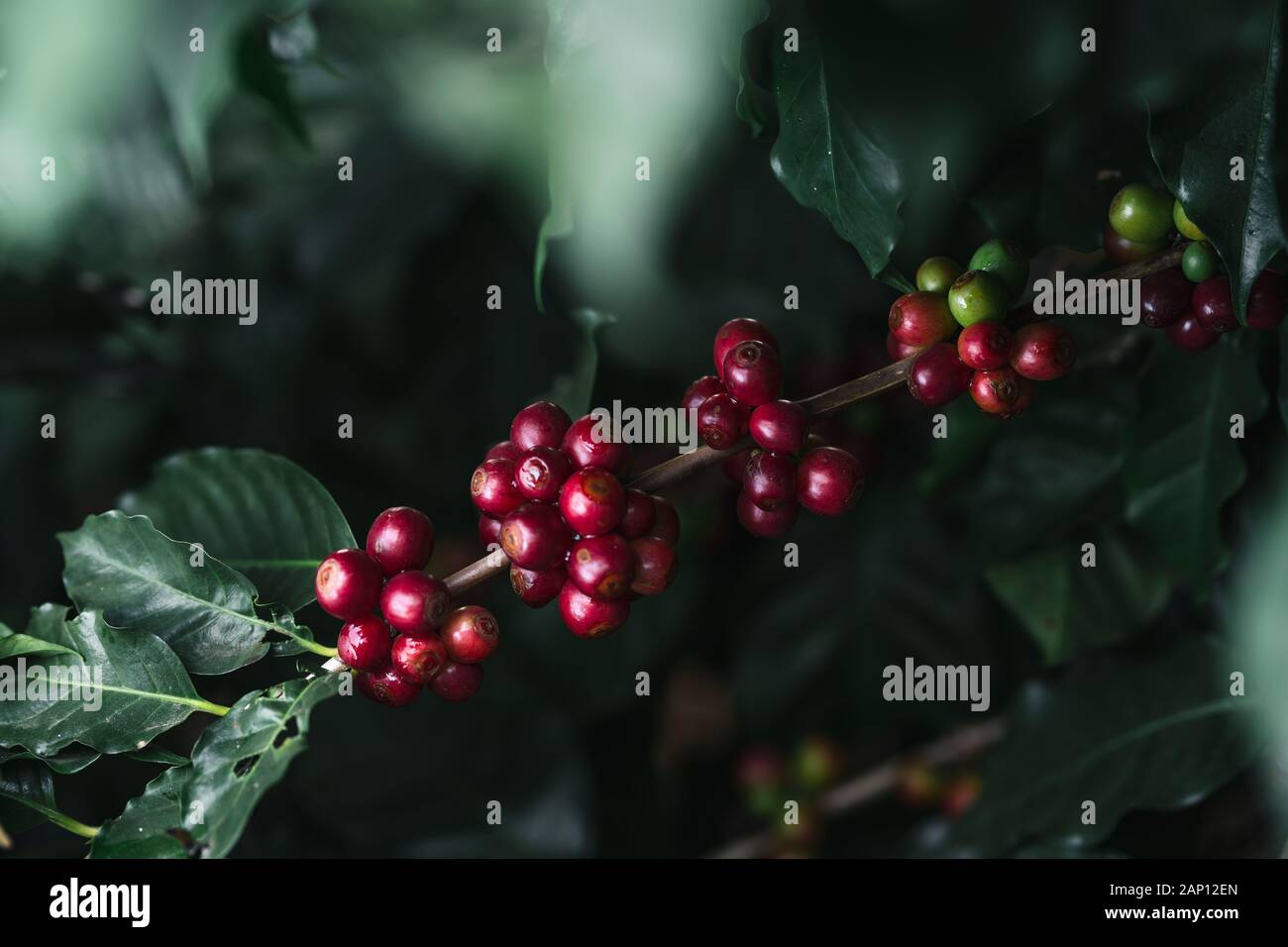 Fresh red coffee red cherry coffee bean - tree coffee - fruit Stock ...