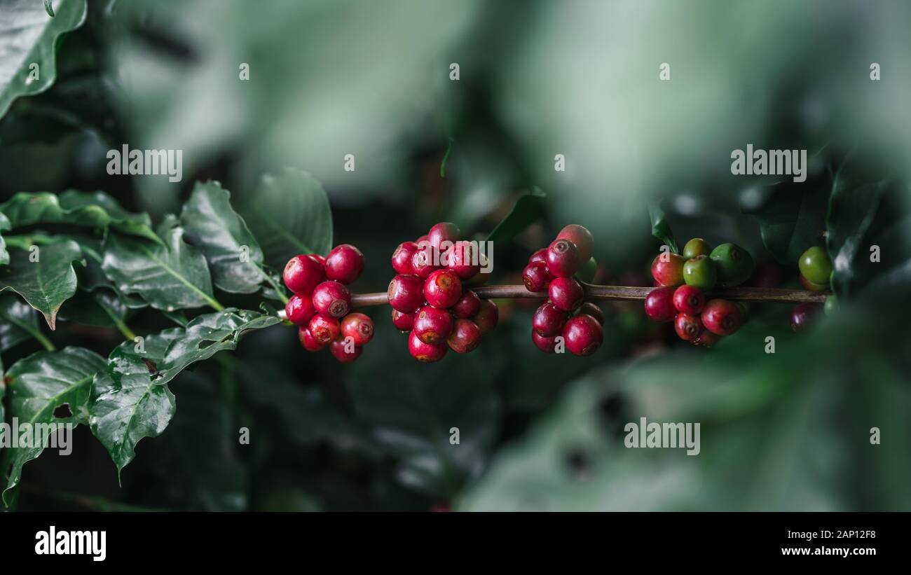 Fresh red coffee red cherry coffee bean - tree coffee - fruit Stock ...