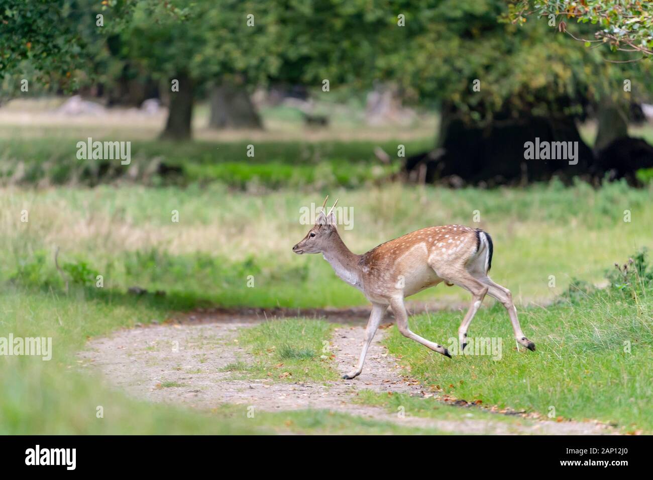 Fallow Deer (Dama dama). Juvenile stag trotting over a path, Danmark ...