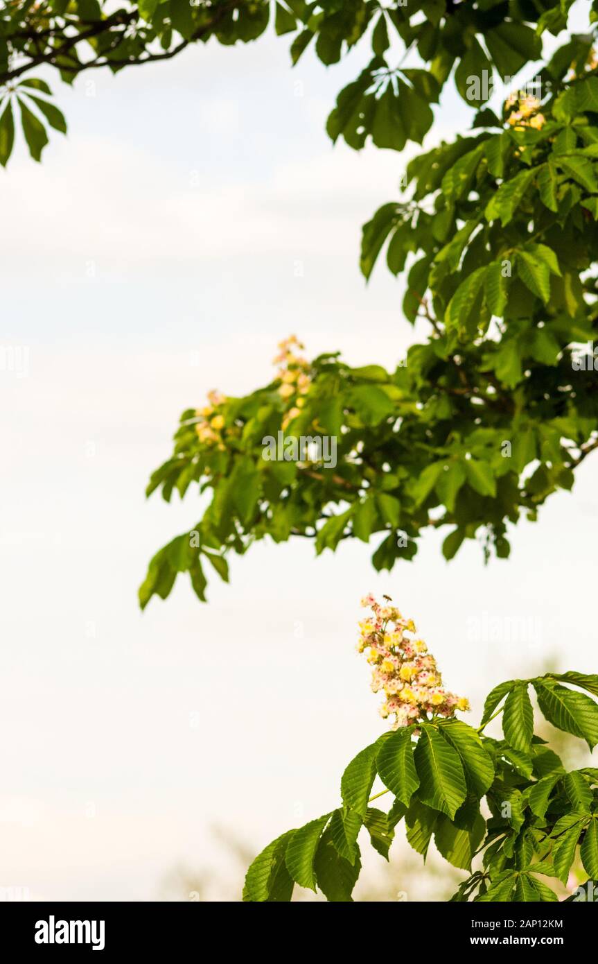Flowering branches of chestnut Castanea sativa tree, and blue sky Stock ...