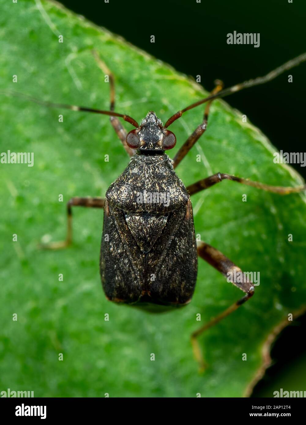 Macro Photography of Shield Bug on Green Leaf Stock Photo - Alamy