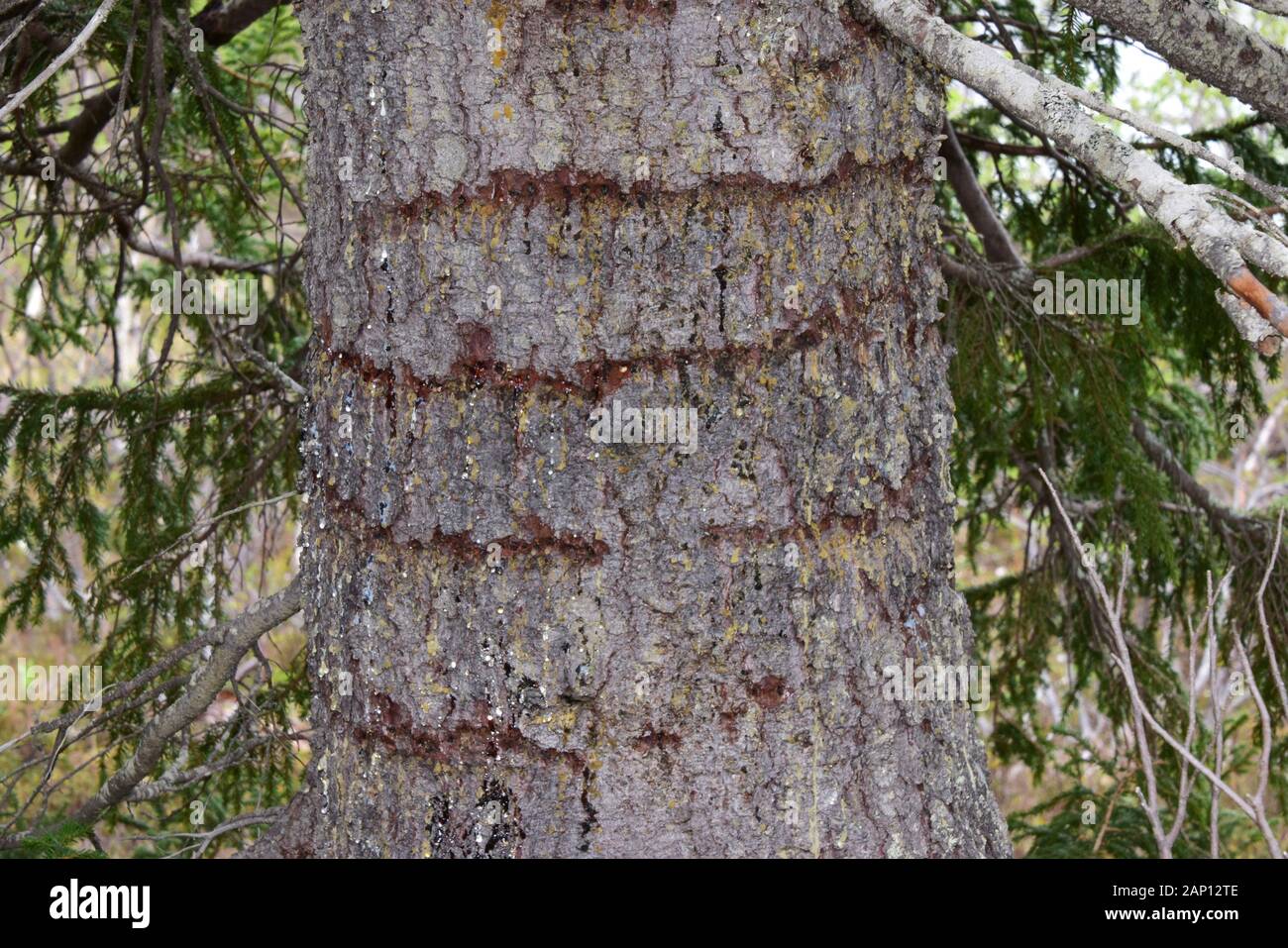 Plant saps hi-res stock photography and images - Alamy