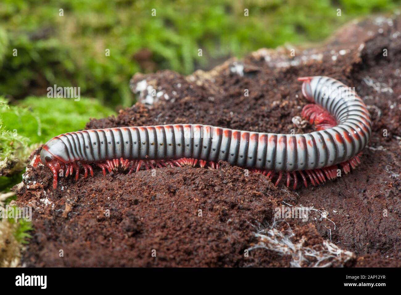 Adult millipede hi-res stock photography and images - Alamy