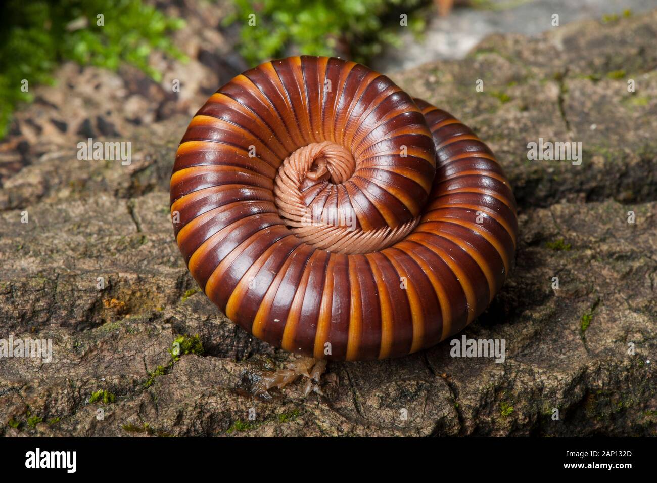 Curled up millipede hi-res stock photography and images - Alamy