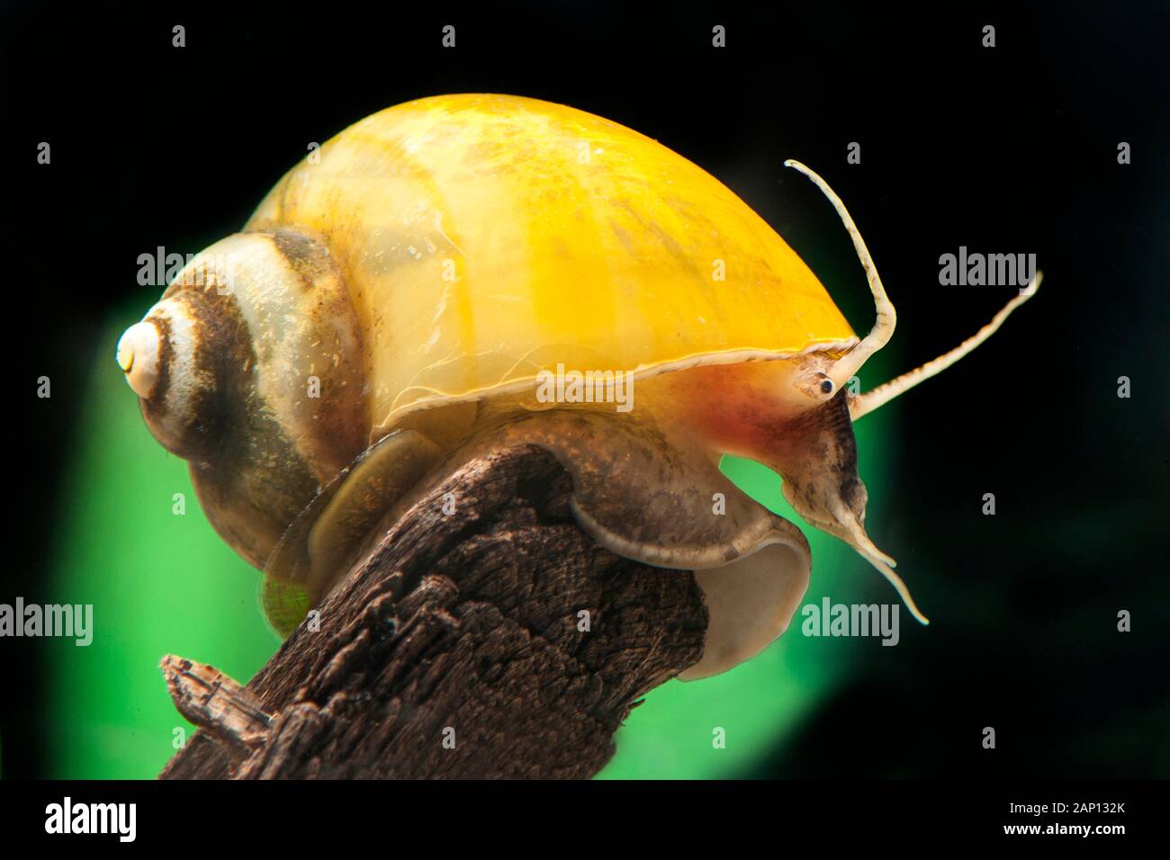 Asian Freshwater Snail (Pila polita) under water Stock Photo - Alamy