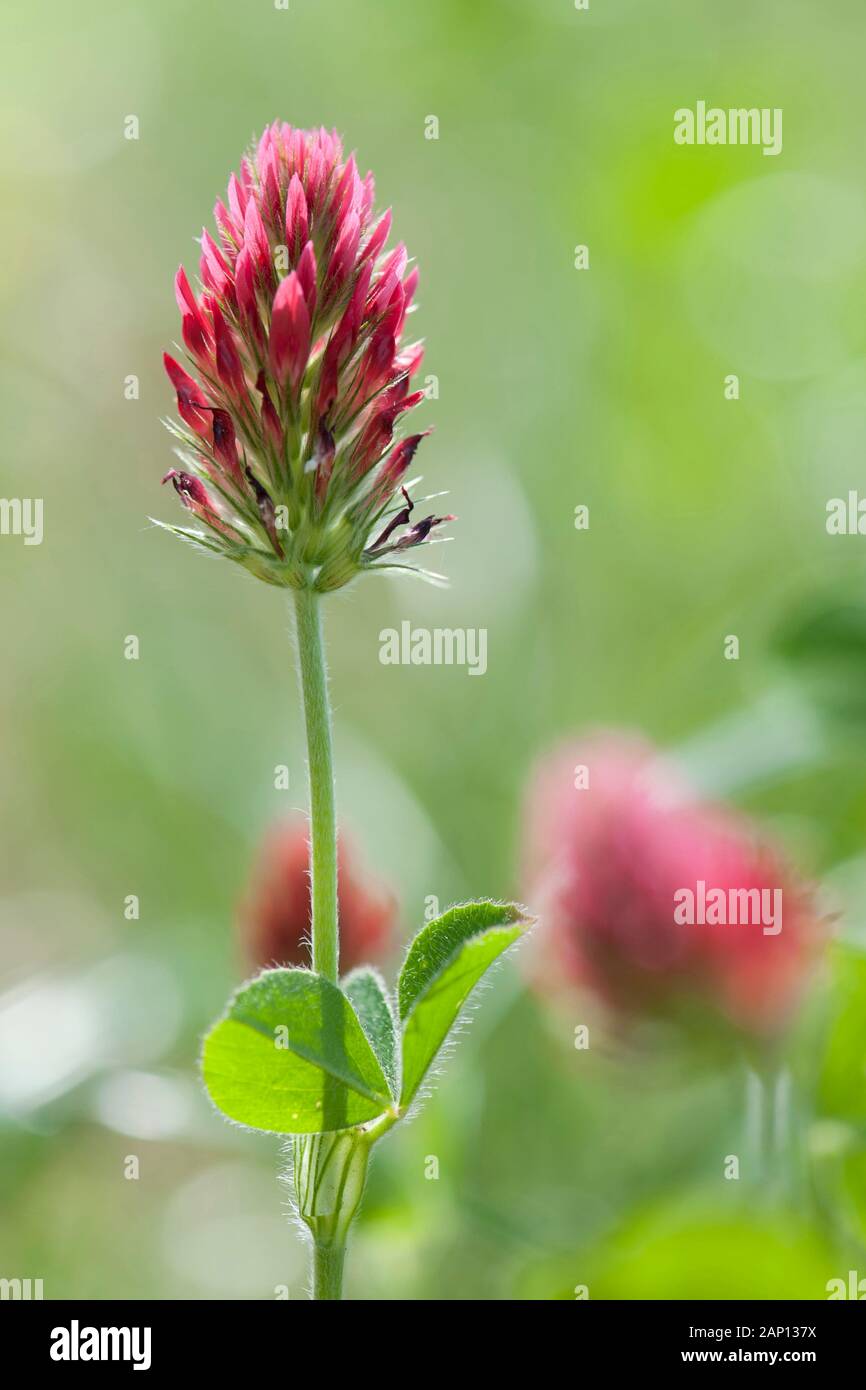 Crimson Clover, Italian Clover (Trifolium incarnatum). Flowers. Germany ...