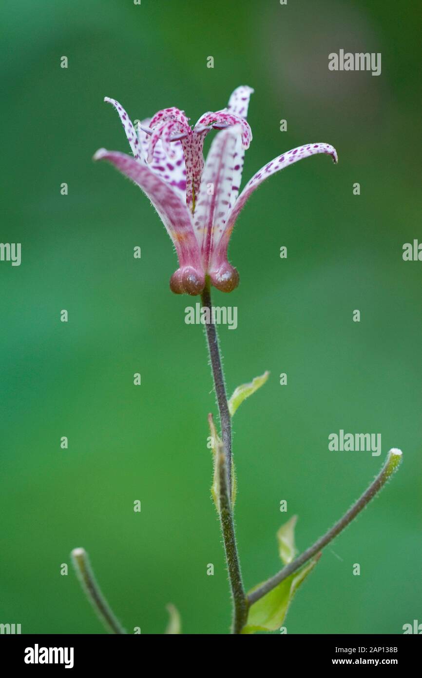 Purple toad lily hi-res stock photography and images - Alamy
