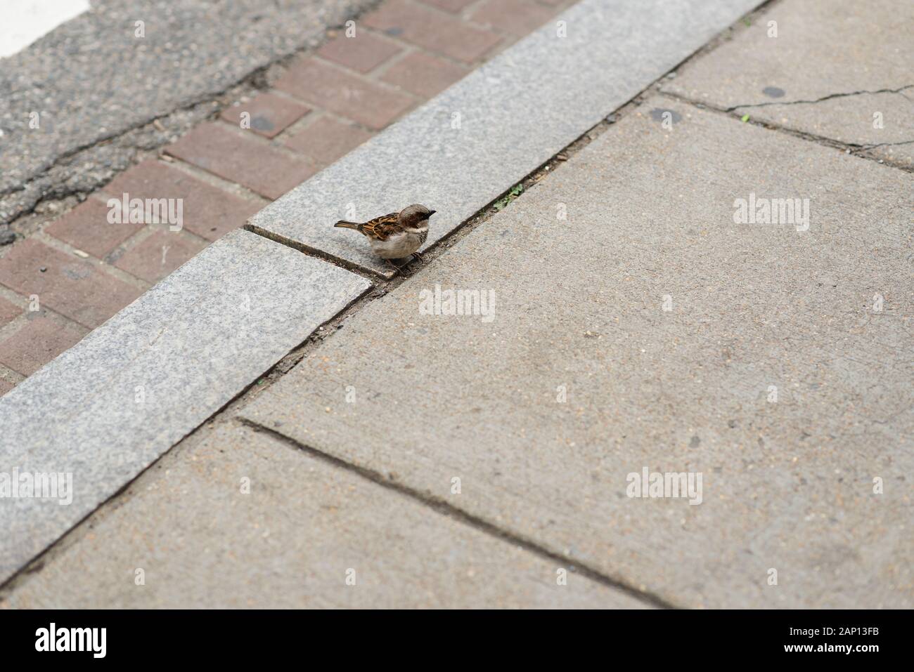 Street sparrow hi-res stock photography and images - Alamy