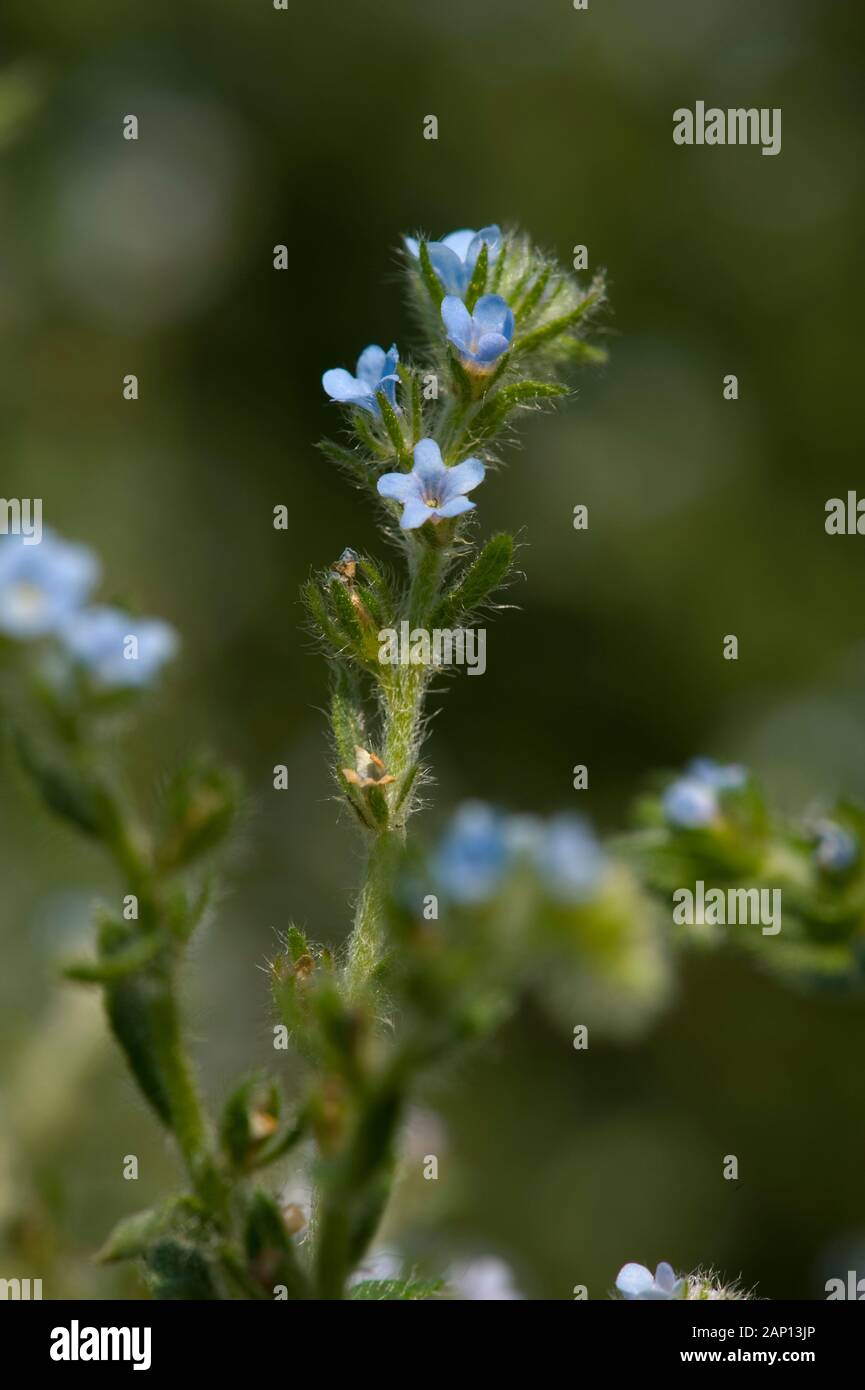 Lappula squarrosa hi-res stock photography and images - Alamy