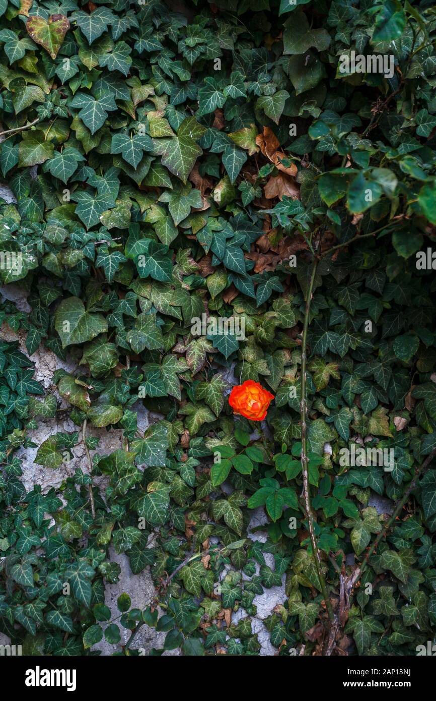 Ivy rose hi-res stock photography and images - Alamy