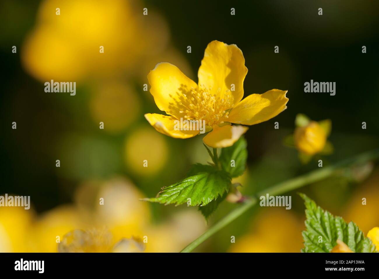 Japanese marigold bush, Kerria (Kerria japonica), flower on a twig ...