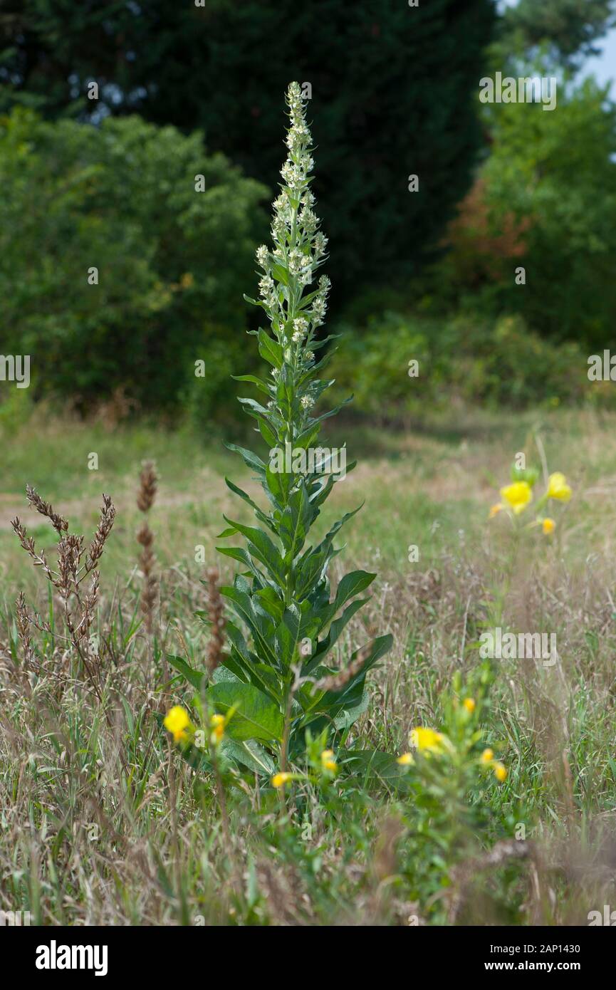 White Mullein (Verbascum lychnitis), flowering plant. Germany Stock ...