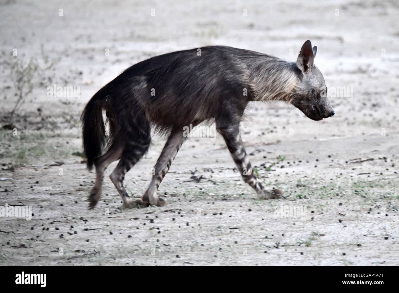 Hyena Mixed With Wolf