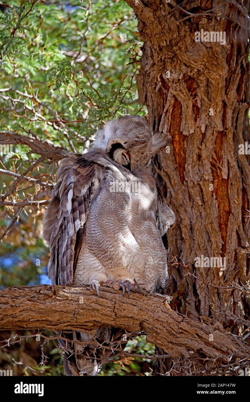 African Tawny Owl (Strix woodfordii) sleeping during the day, taken on ...