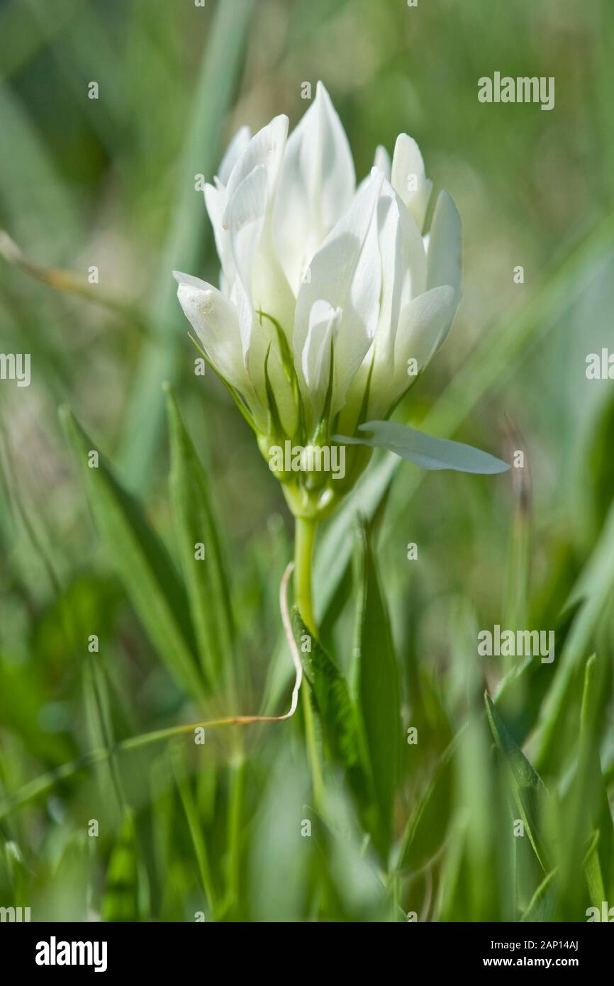 Alpine Clover (Trifolium alpinum), white flowers, albino. Germany Stock ...