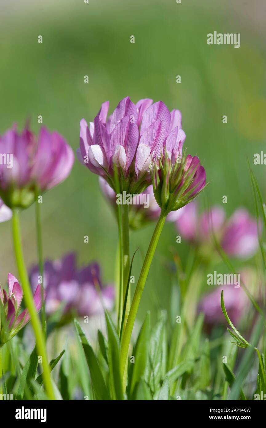 Albino flowers hi-res stock photography and images - Alamy