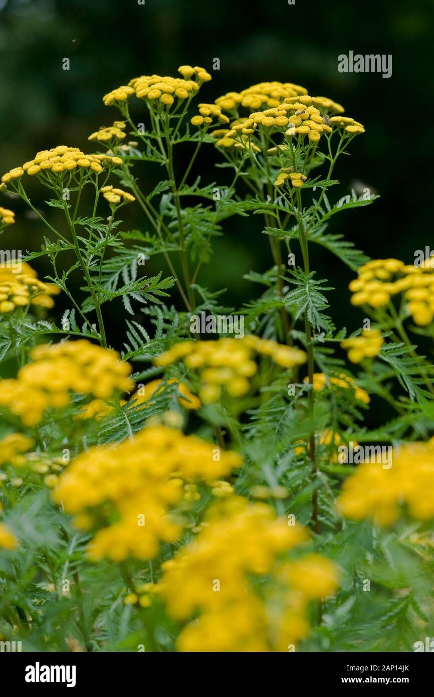 Common Tansy (Tanacetum vulgare), flowering stems Stock Photo - Alamy