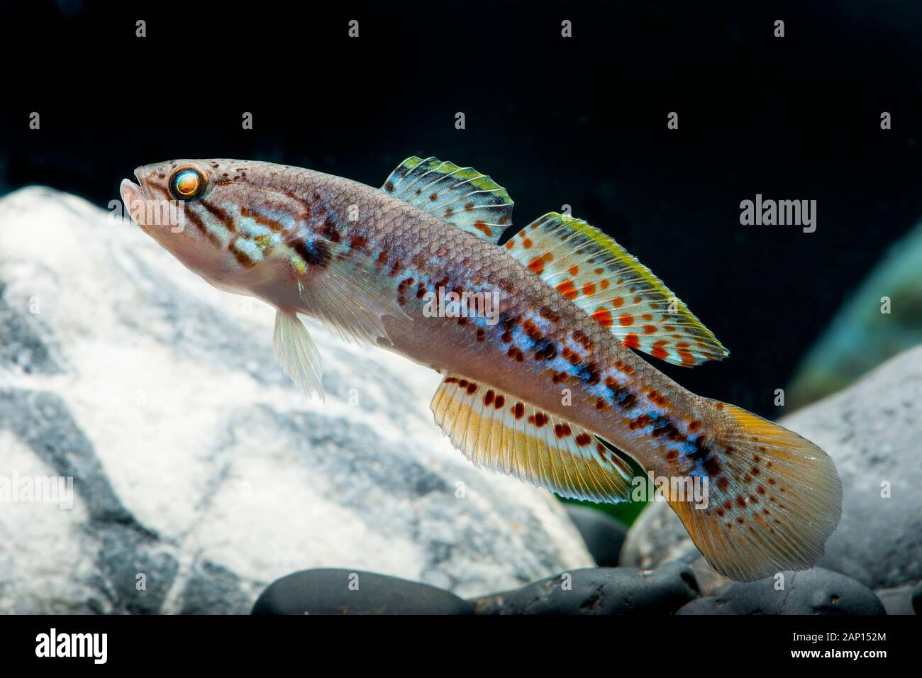 Northern Trout Gudgeon (Mogurnda mogurnda). Single fish in an aquarium ...