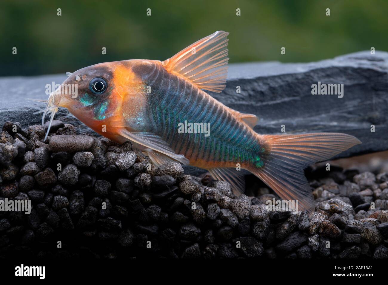 Mottled Catfish (Corydoras eques). Adult fish under water. Germany ...