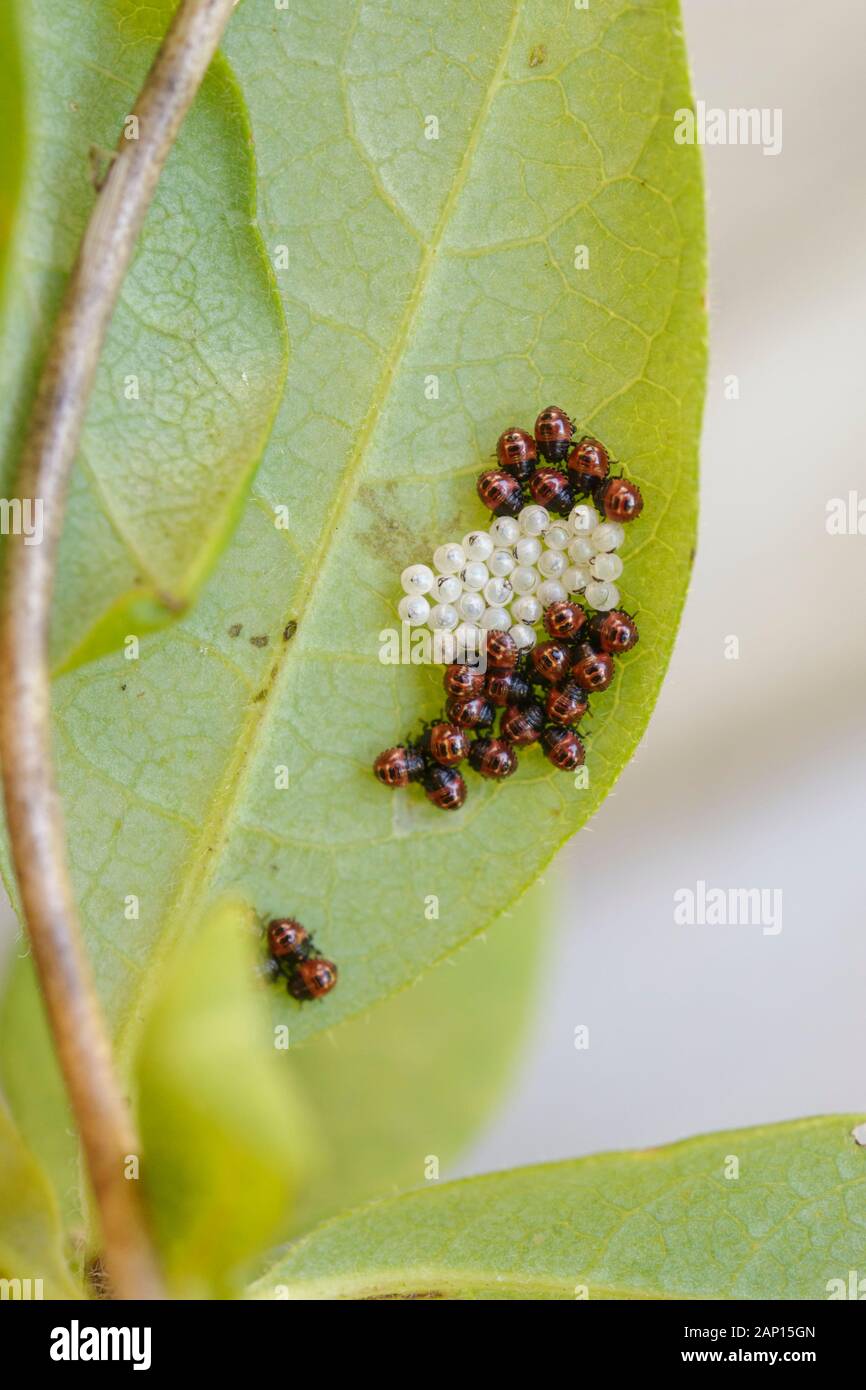 Insects bugs heteroptera hi-res stock photography and images - Alamy