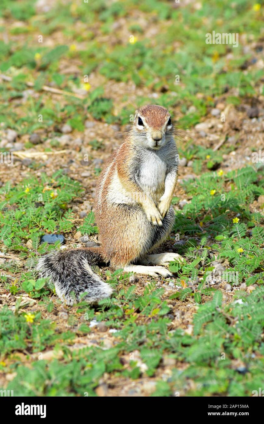 Diurnal animals hi-res stock photography and images - Alamy