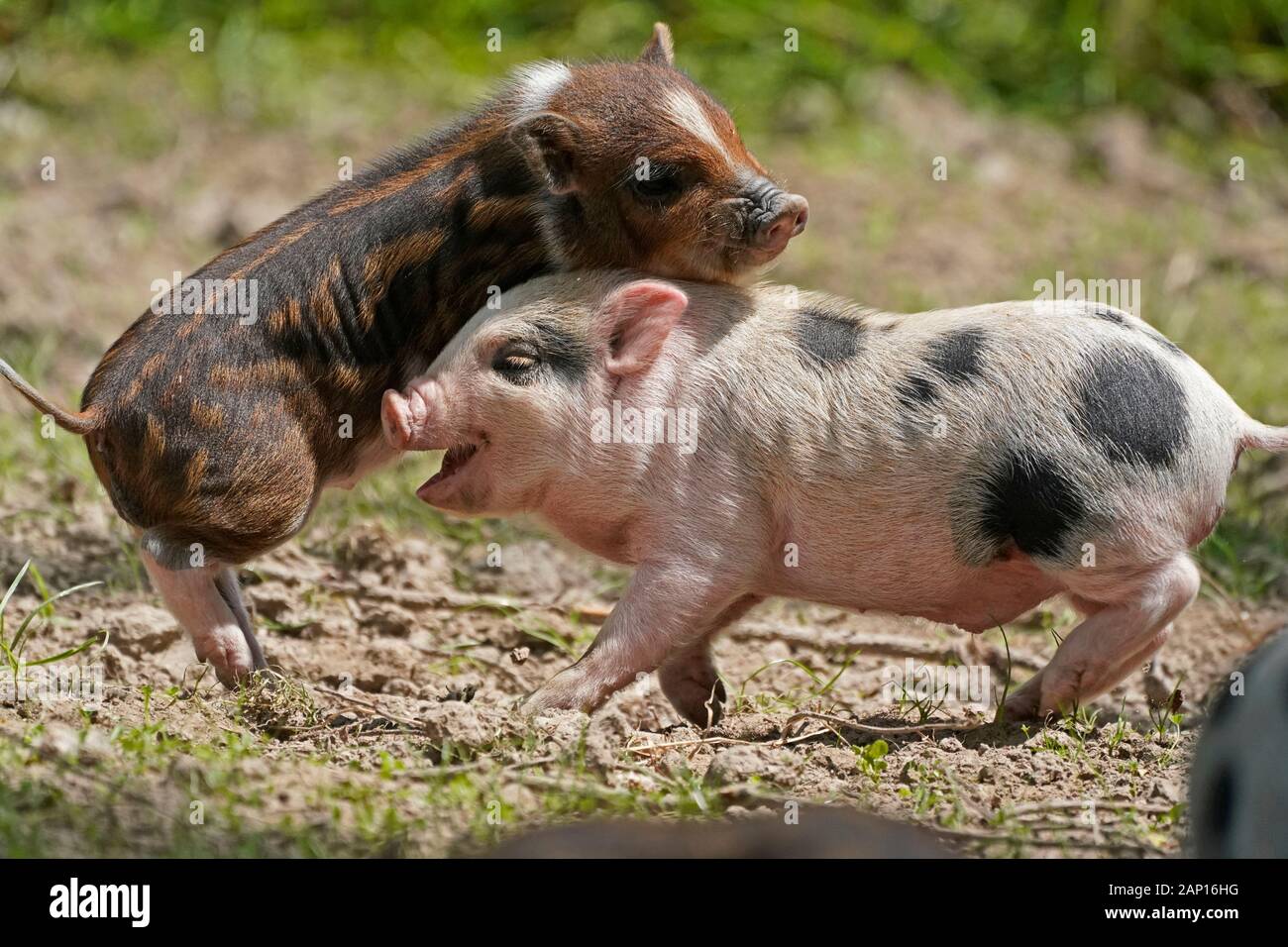 Miniature pig hi-res stock photography and images - Alamy