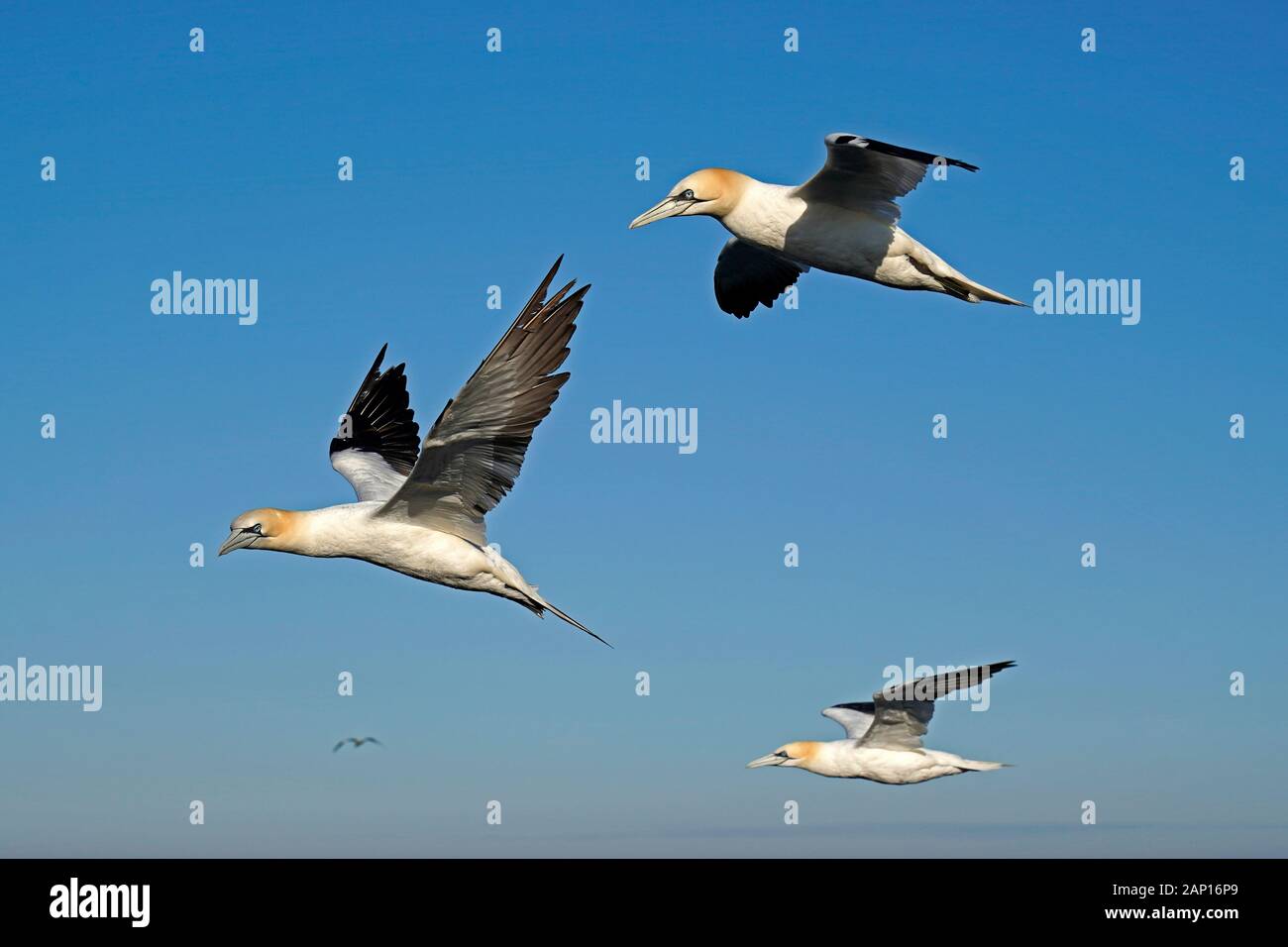 Northern Gannet (Morus bassanus). Three adult birds in flight ...