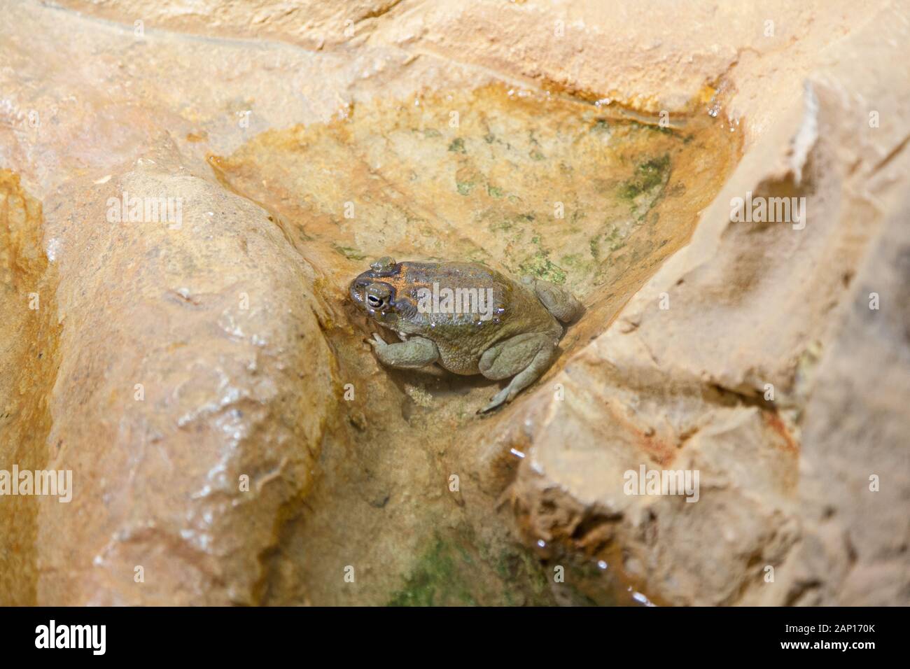 Colorado River Toad,Des Meeres Aquarium, a former German World War Two ...