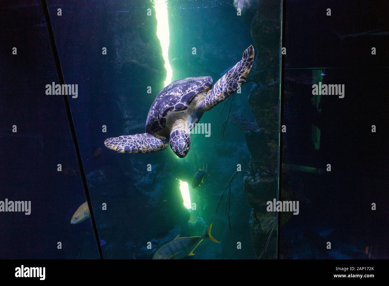 Tank turtle aquarium hi-res stock photography and images - Alamy