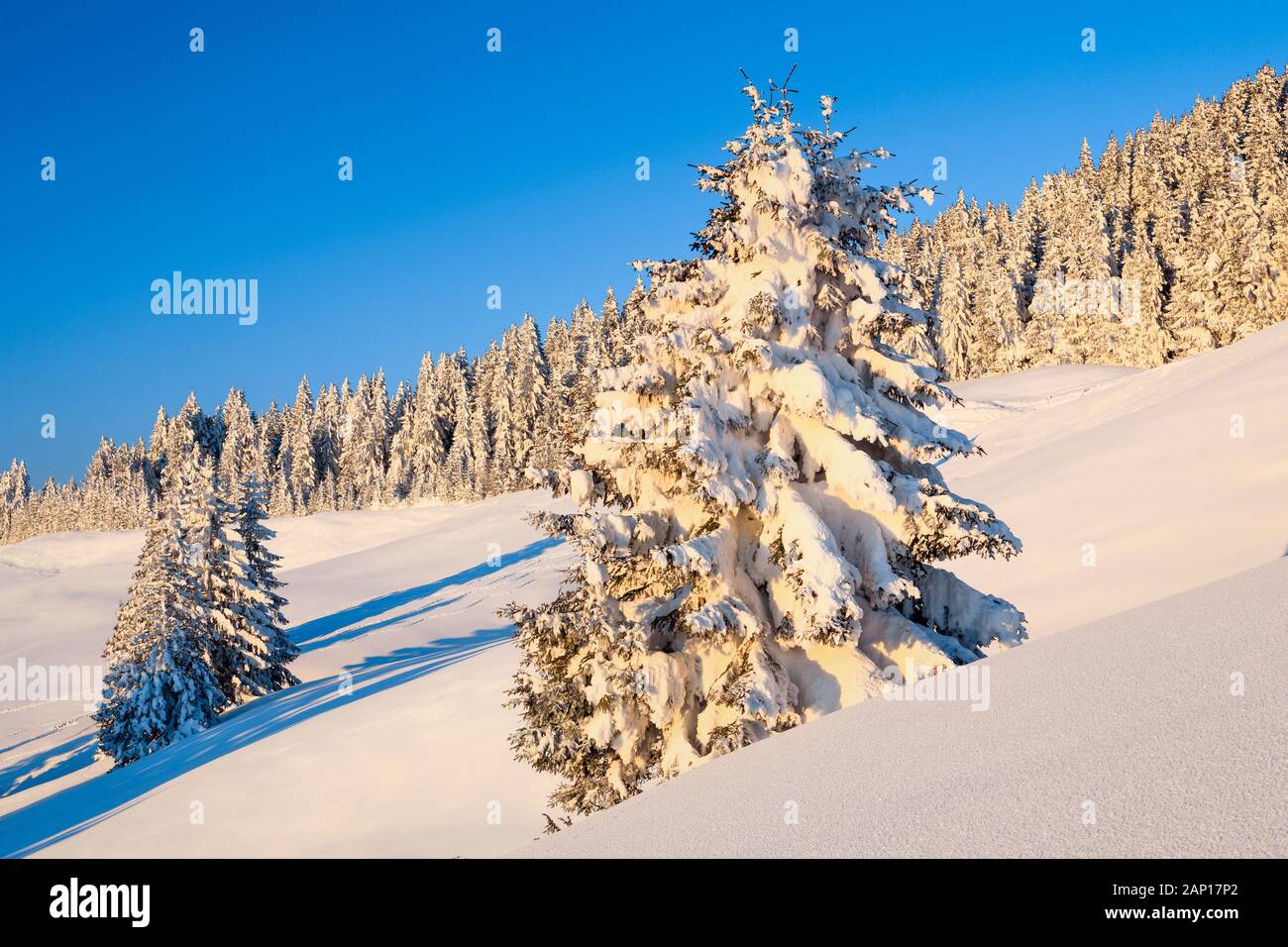 Snowy conifers hi-res stock photography and images - Alamy