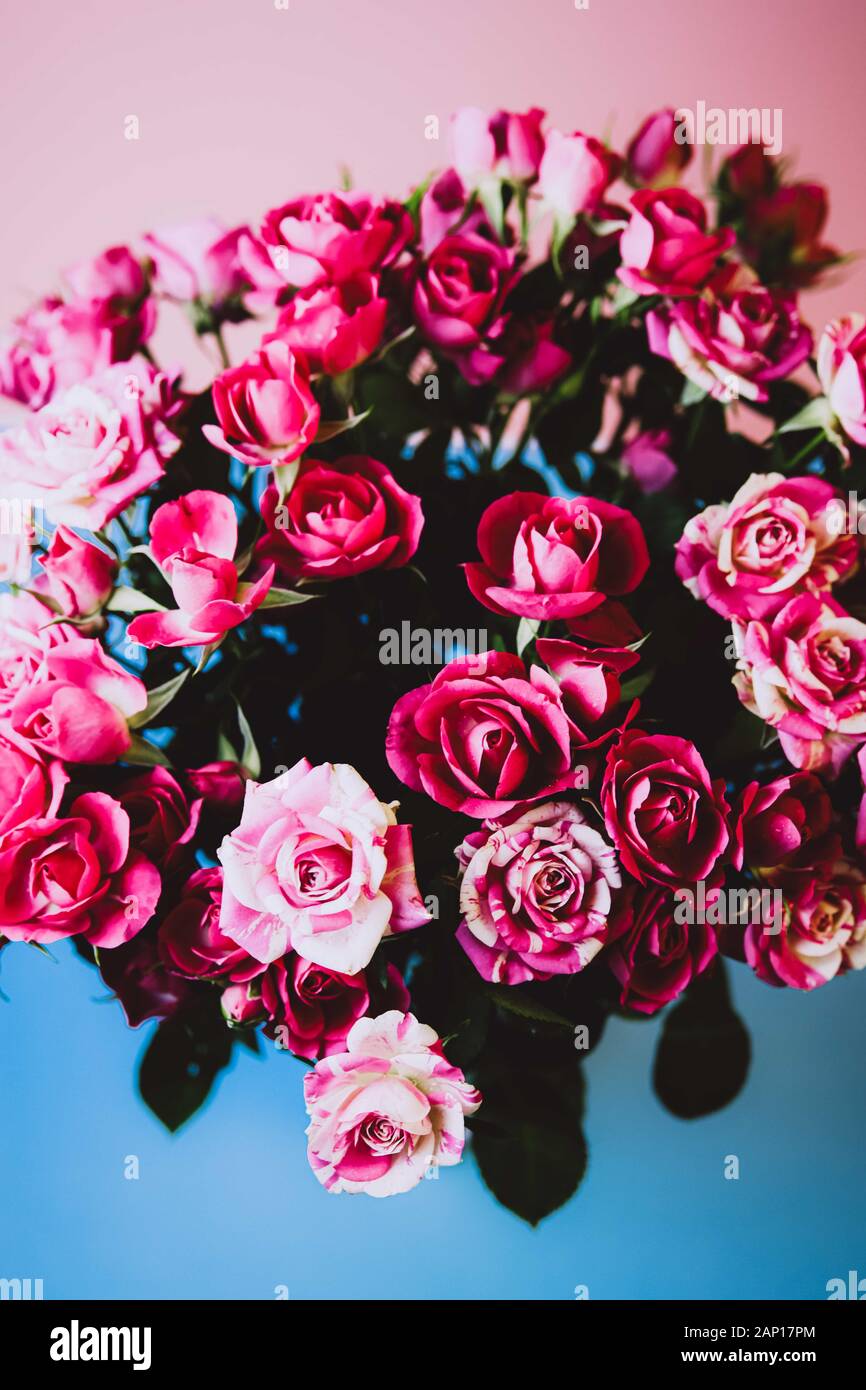 Pink roses on pink and light blue background and space for text. Top ...