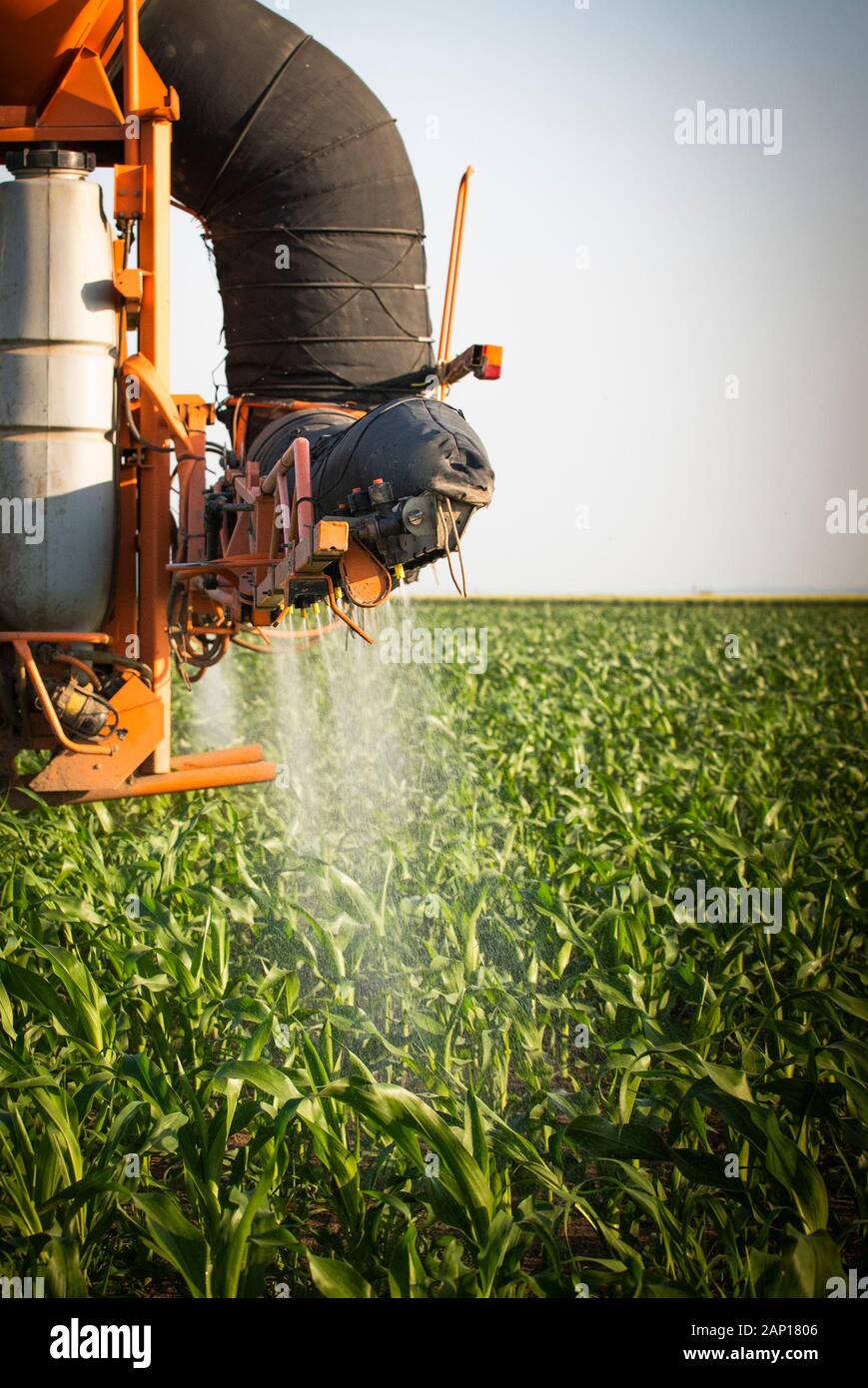 Tractor spraying pesticides on corn field with sprayer at spring Stock ...