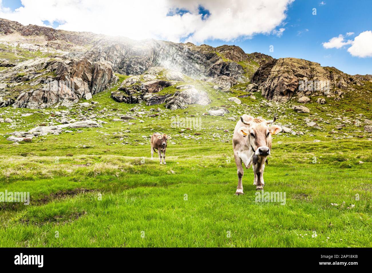 High mountain pasture hi-res stock photography and images - Alamy