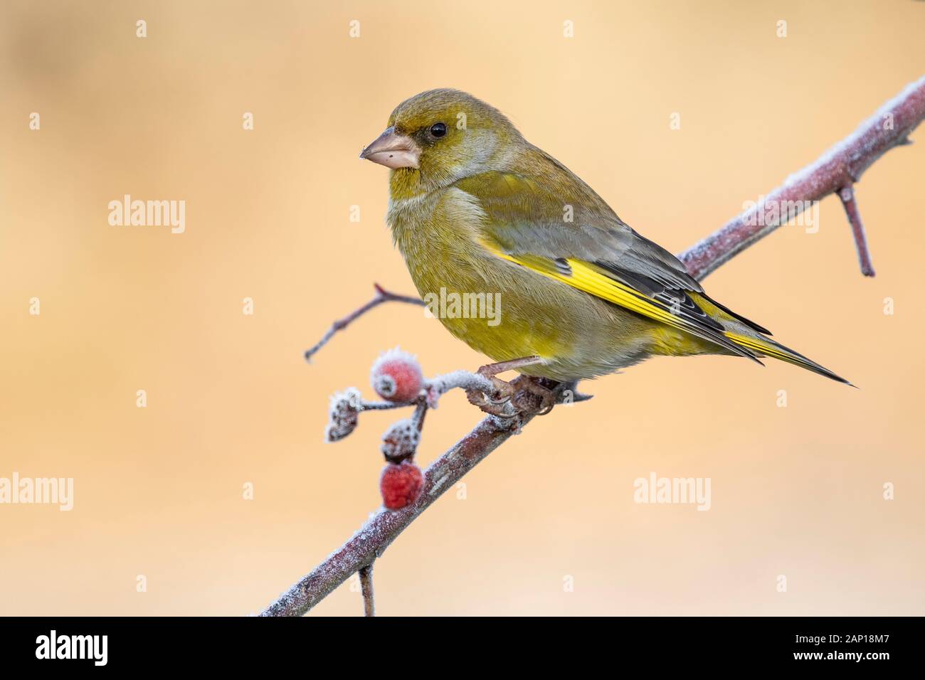 Homogeneous forest hi-res stock photography and images - Alamy