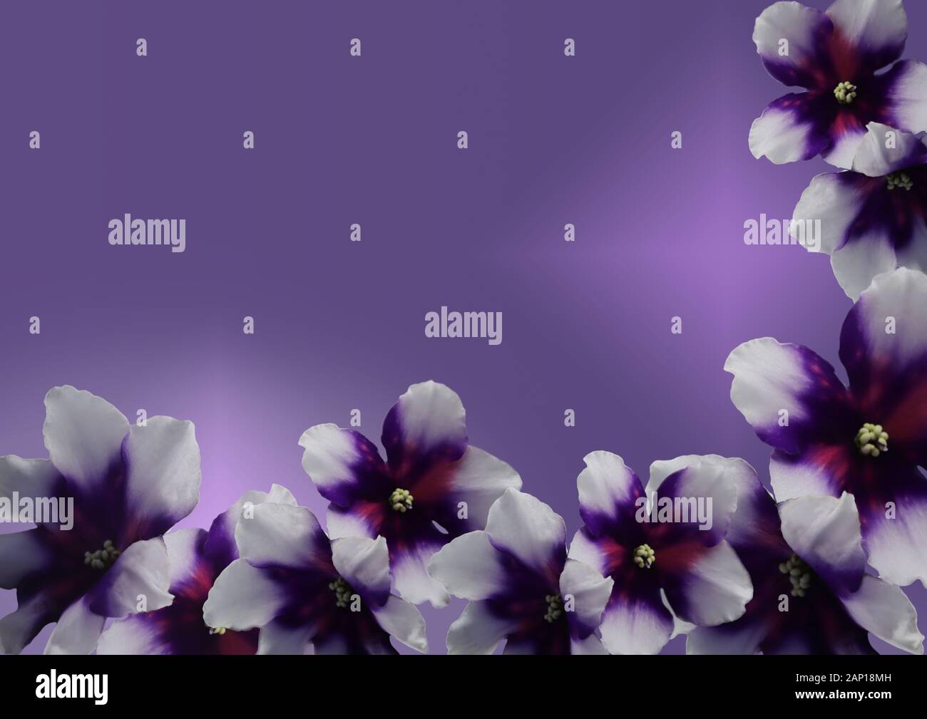 Spring flowers. Gorgeous white-violet violets on a gradient background ...