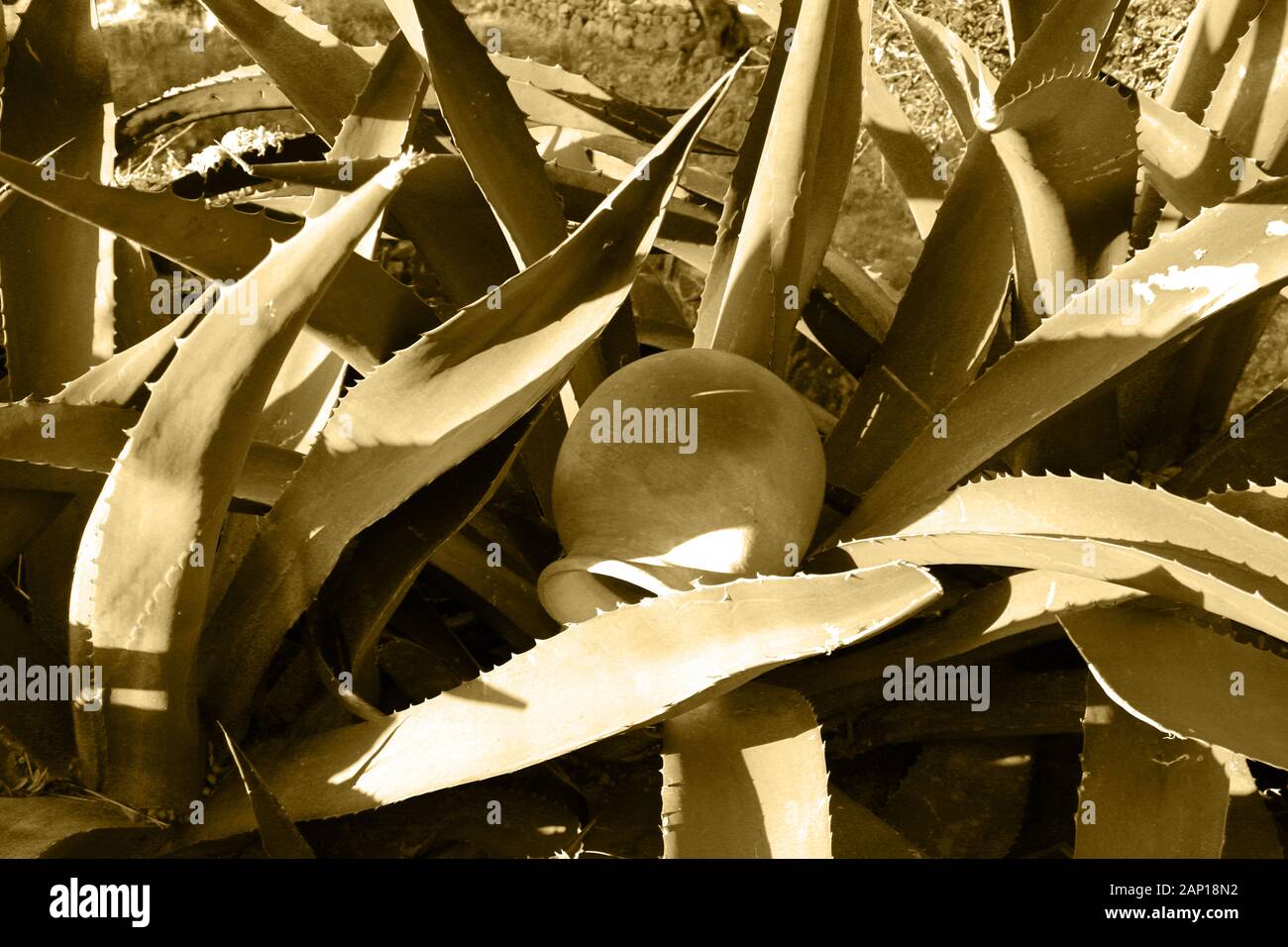 Desierto en mexico hi-res stock photography and images - Alamy