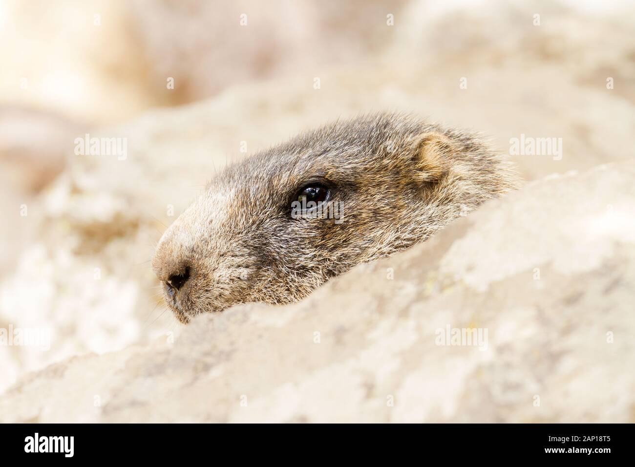 Scary puppy hi-res stock photography and images - Alamy
