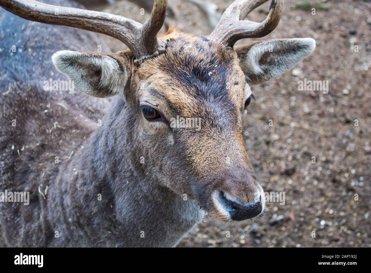 majestic deer in the woods with big antlers looking into the distance ...