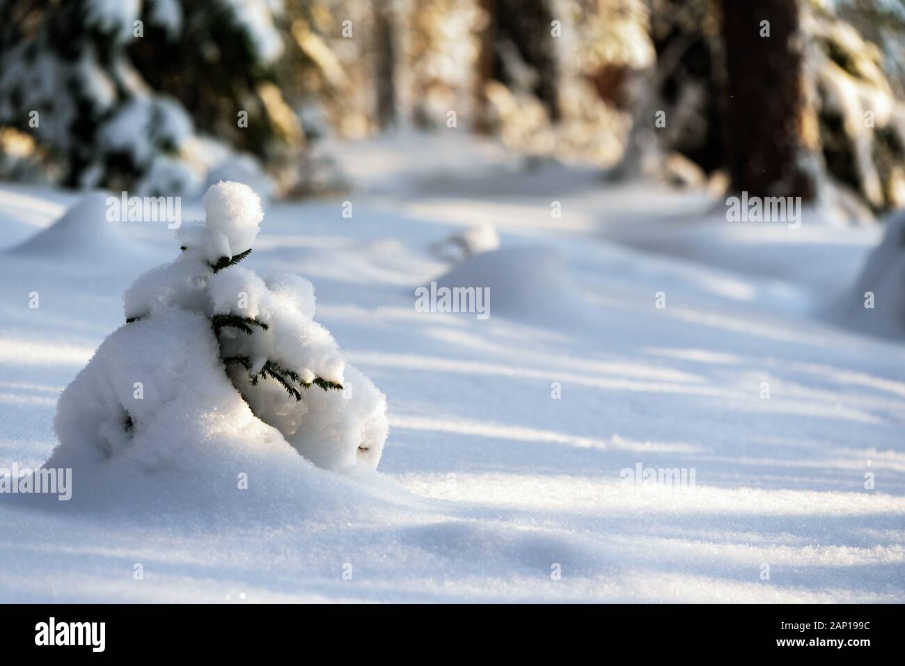 Frozen spruce tree hi-res stock photography and images - Alamy
