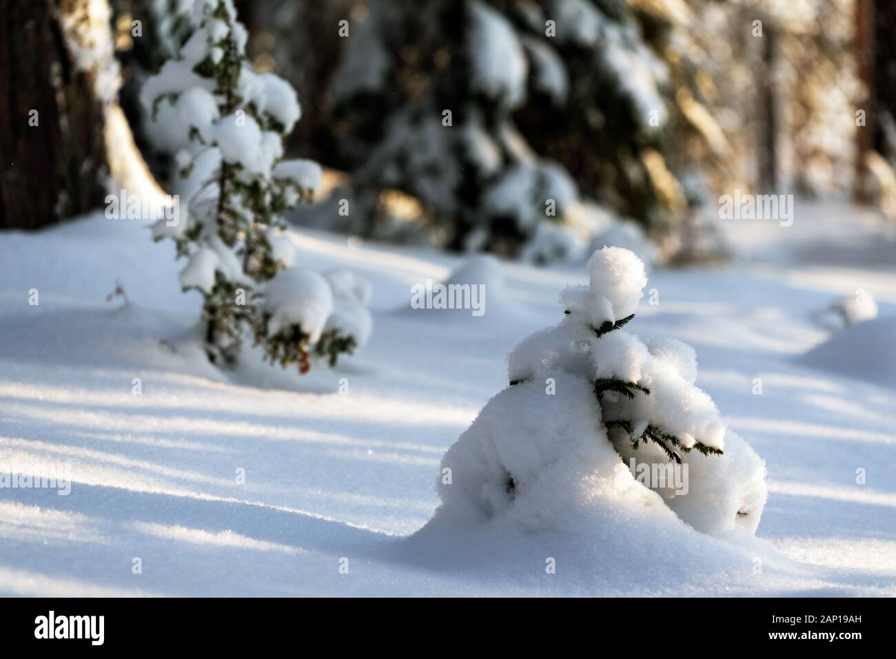 Frozen spruce tree hi-res stock photography and images - Alamy