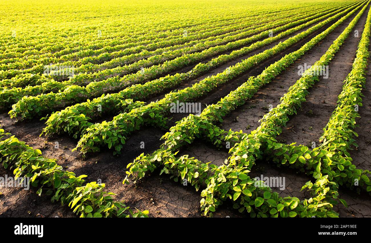 Open soybean field at sunset.Soybean field Stock Photo - Alamy