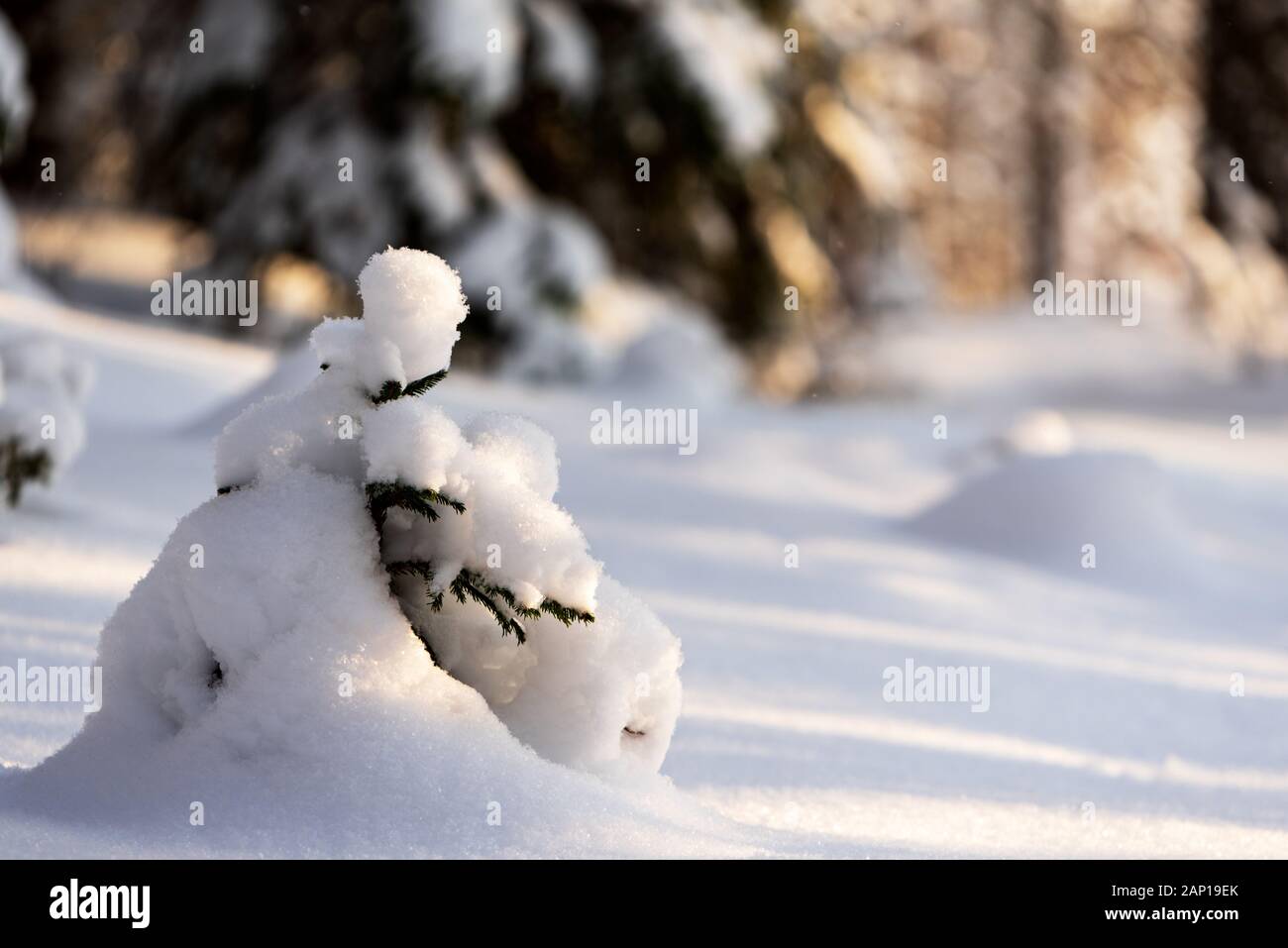 Frozen spruce tree hi-res stock photography and images - Alamy